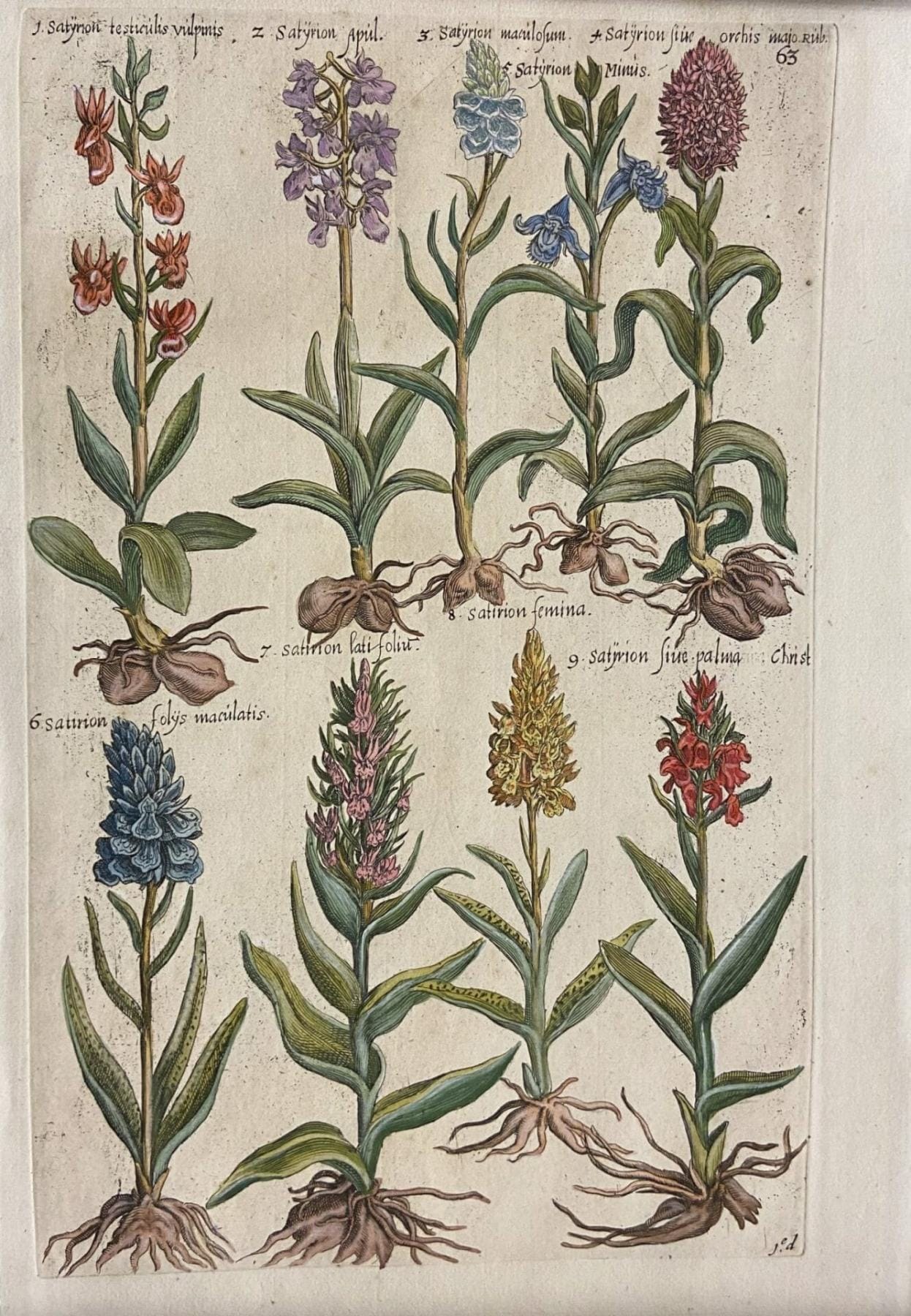 Satyrion - Oliva - Stampe Antiche Parma